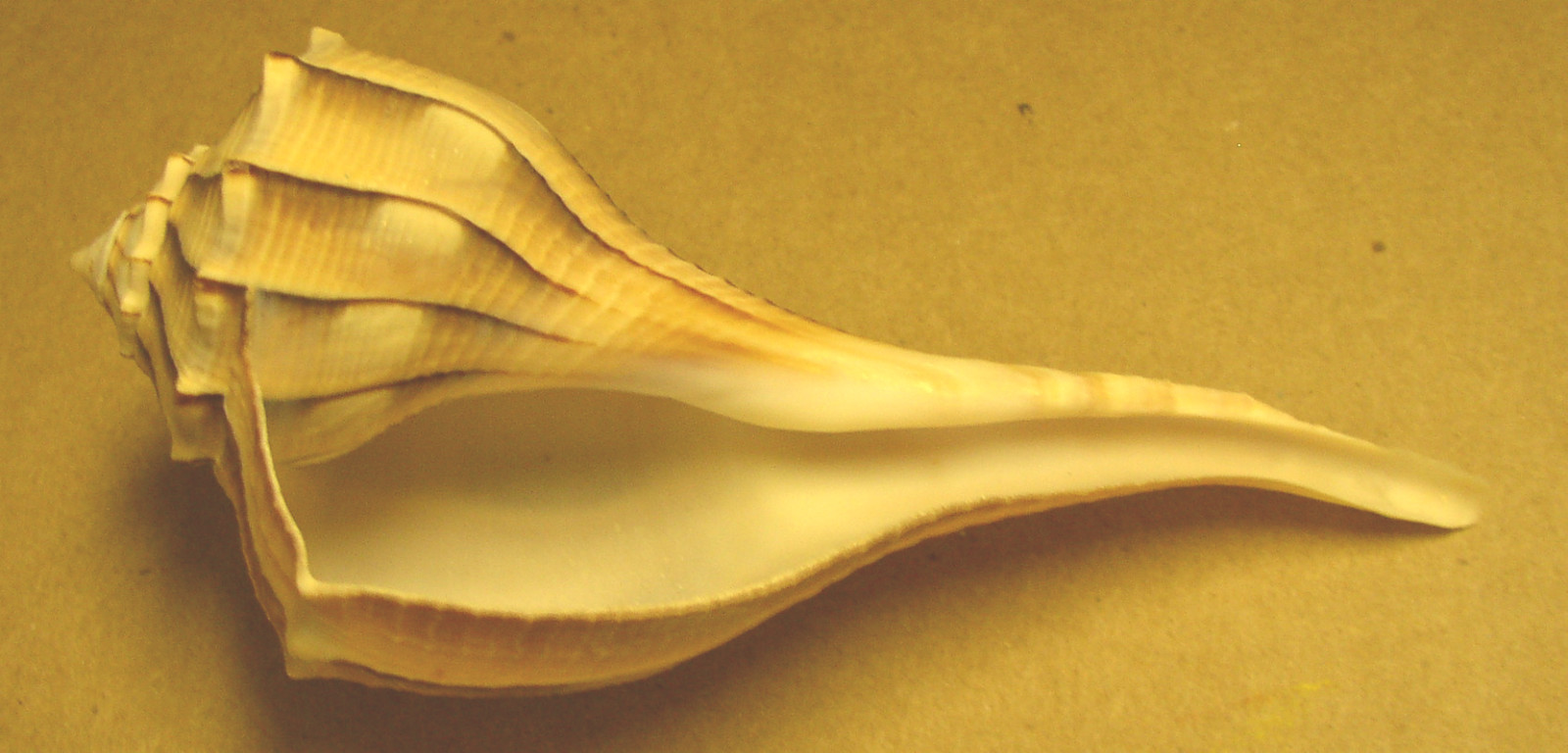 Tiny 4" Quality Shell - Rare -a Left Handed Shell | eBay