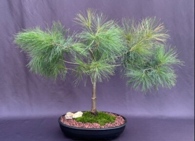 Eastern White Pine Bonsai Tree Live Pinus Strobus Outdoor Evergreen 22 ...