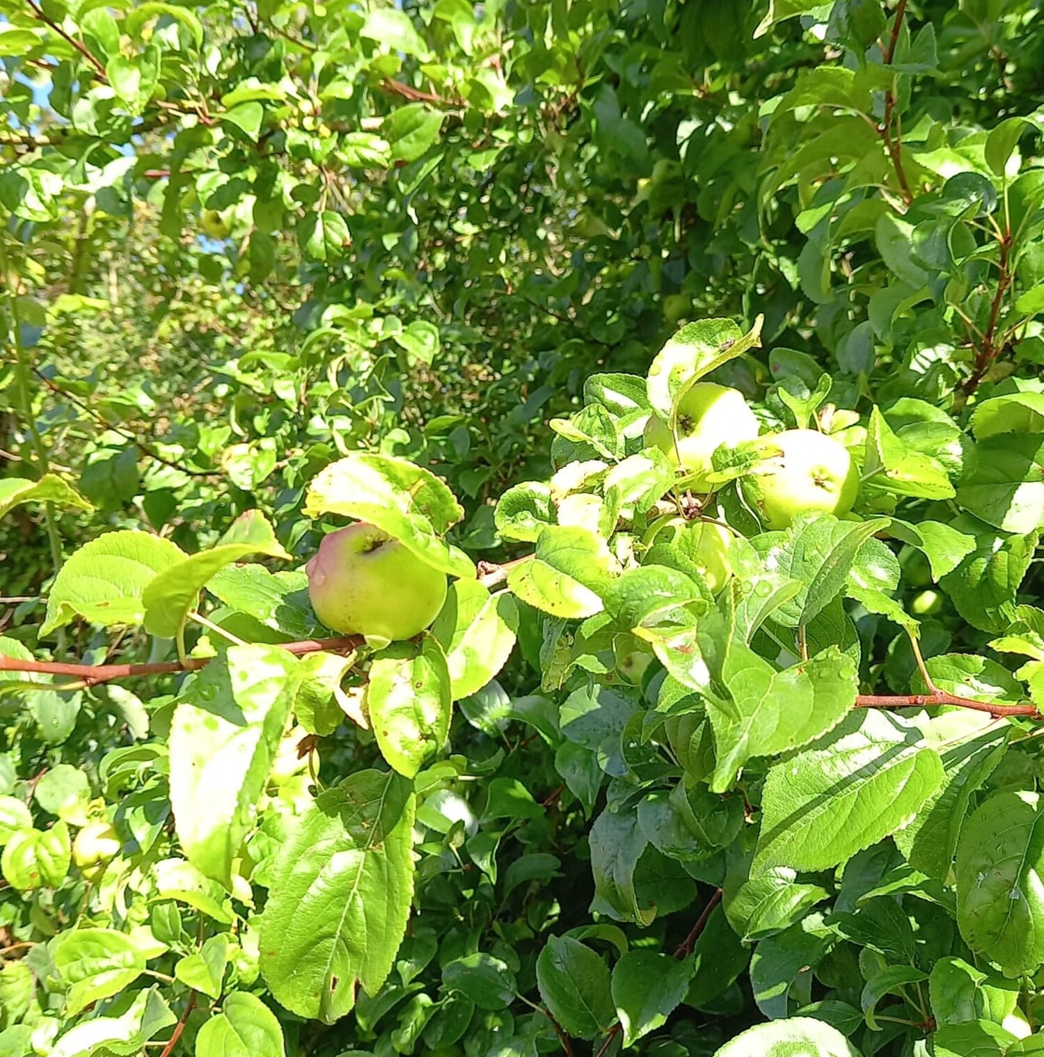 Crabapple 2-3ft tall native bare root tree saplings whips hedging ...