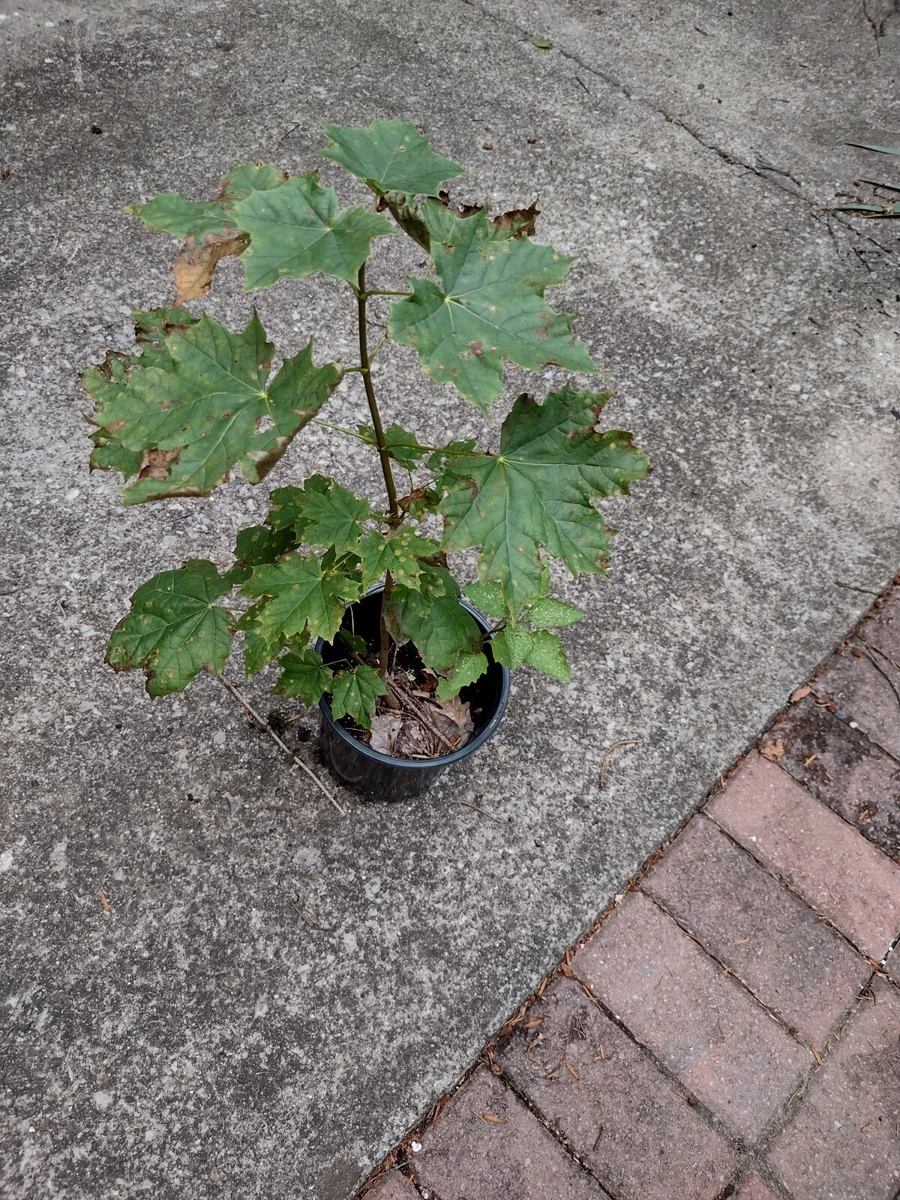 Maple Tree Sapling