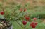 American Cranberry, Vaccinium macrocarpon, Seeds (Edible, Hardy, Fall ...