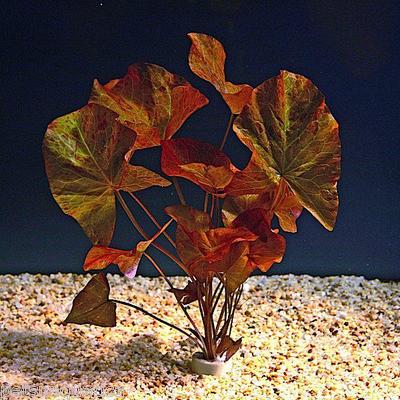 1 RED Tiger lotus bulb - live tropical aquarium plant nymphaea rubra ...