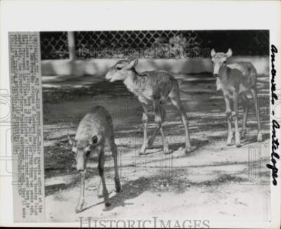 1964 Press Photo Russian Saiga antelopes at the Dallas Zoo, Texas ...