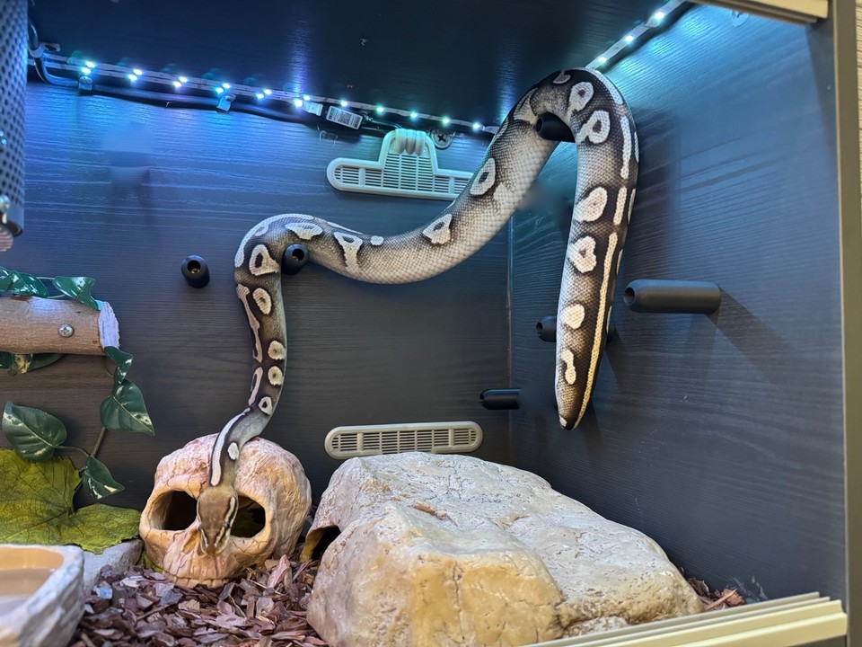 6 x Snake Enrichment Climb Climbing Pegs toys for snake for royal ball ...