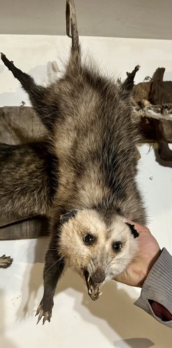 3 DAY ONLY! XL Taxidermy Full Body Hanging Opossum Possum Mount Art ...