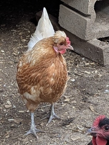 6+ Americauna Easter Egger Large Beautiful Breed Hatching Eggs Please Read. | eBay