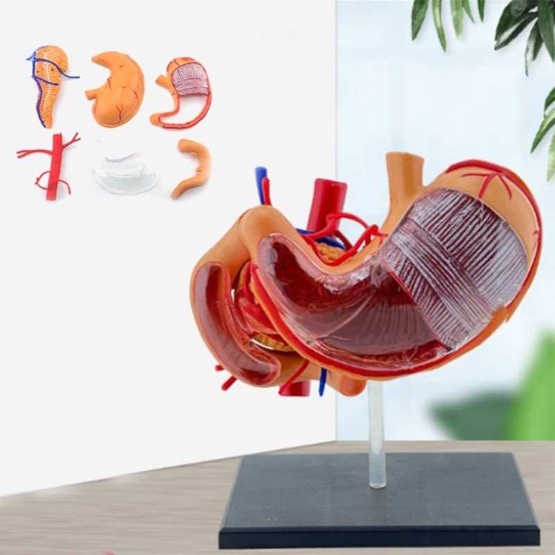 Perfect Study Tool 4D Stomach Anatomy Model for Medicals Exams and ...