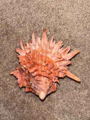 Spondylus Gaederopus Thorny Oyster Marine Shells Orange Red | eBay
