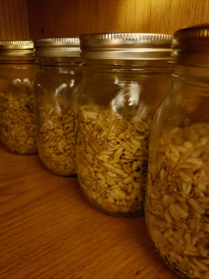 4 Grain Jars for mushroom spawn. Sterilized Oat Grain for max. growth ...