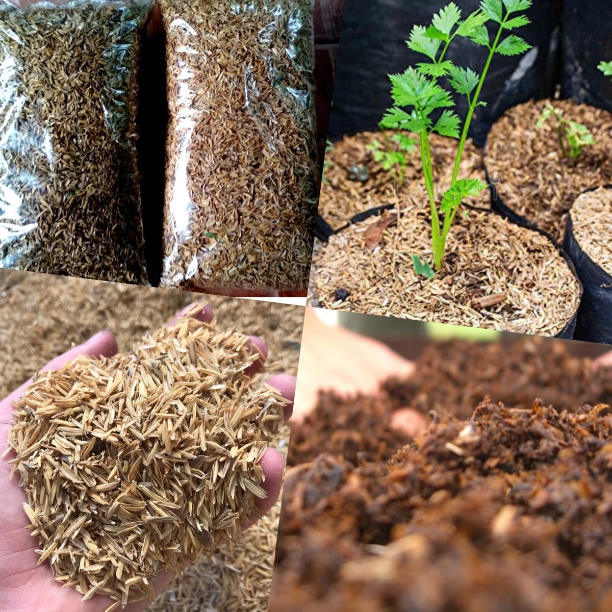 Rice Hulls For Garden Mulch | Fasci Garden
