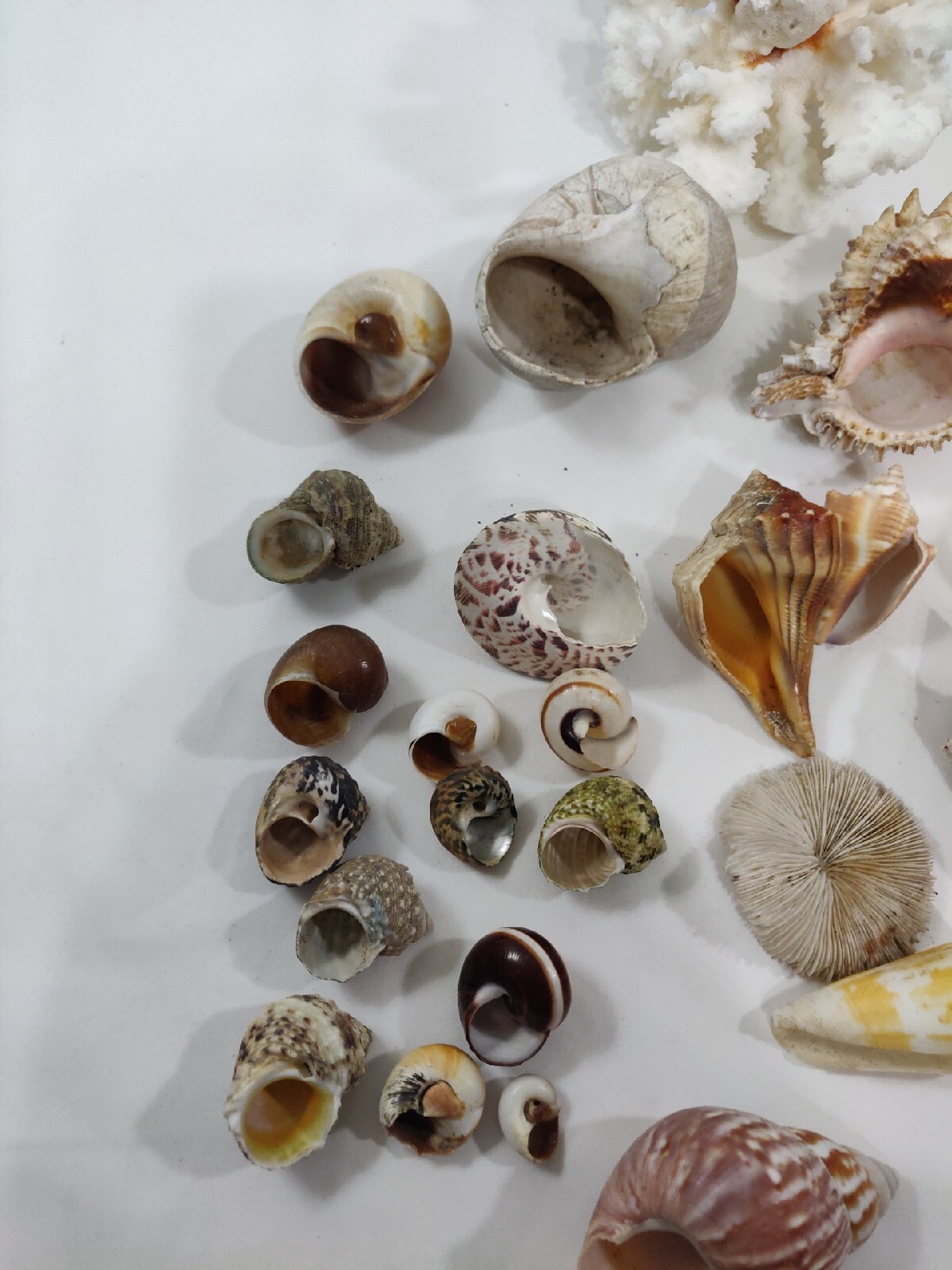 Mixed Seashells Sea Shells CoralCrafts Decorating Collectible Read ...