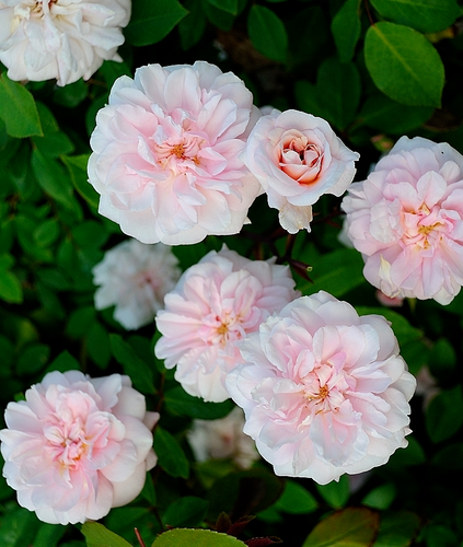 Cecile Brunner Antique Rose 8 Premium Plant Cuttings To Start Bushes | eBay