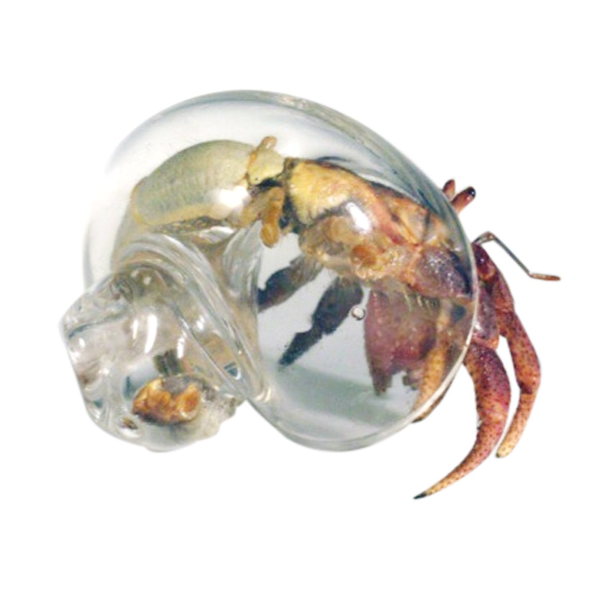 Hermit Crabs With Glass Shells Bottle Hermit Crab Stock Photos Free