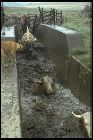 676013 Cattle Dip A4 Photo Print | eBay