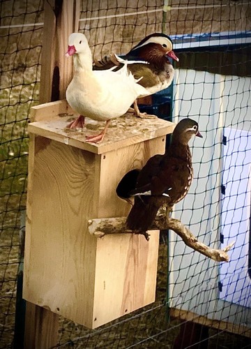 6 Regular/Split/White Mandarin Duck Hatching Eggs. Laying Now! | eBay