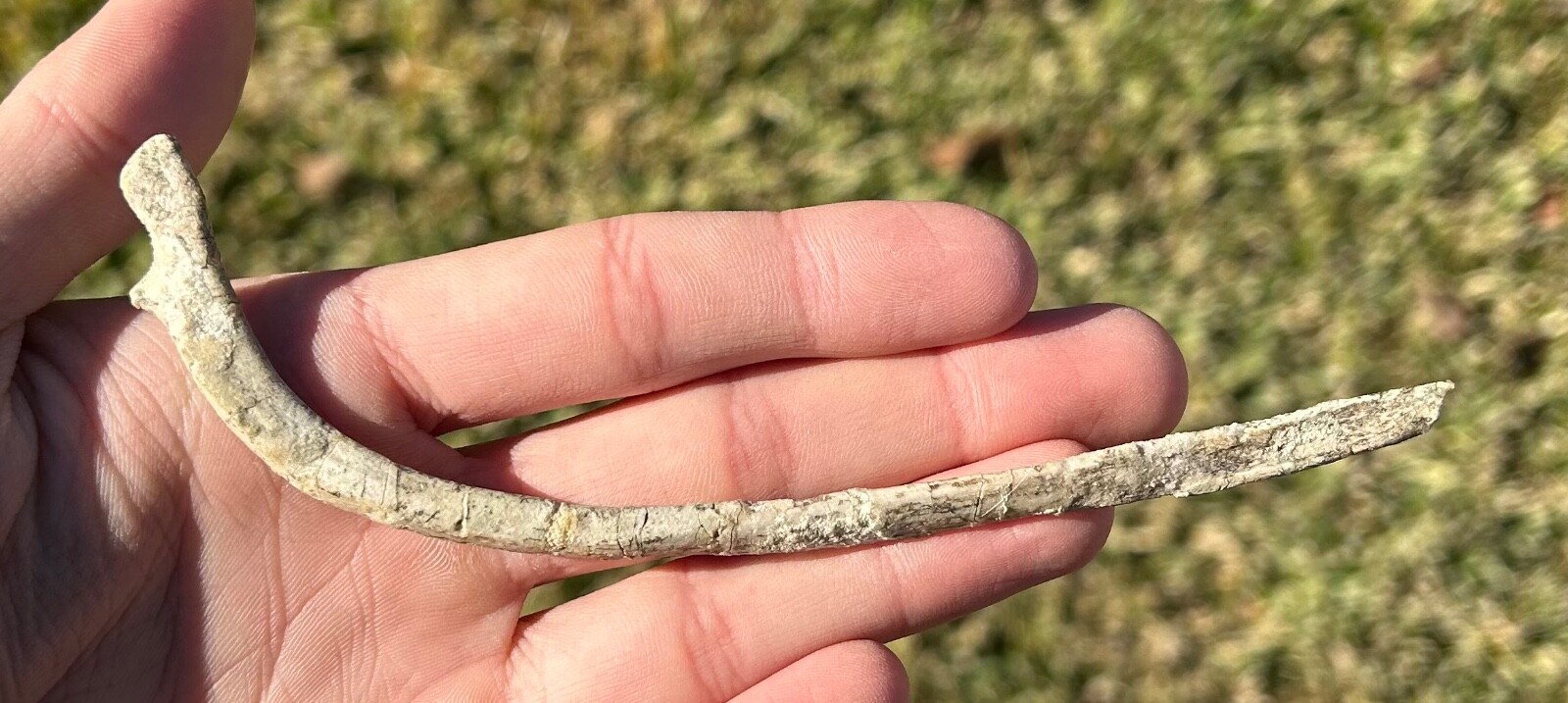 RARE Fossil Psittacosaurus Rib Dinosaur Bone China Yixian Formation ...