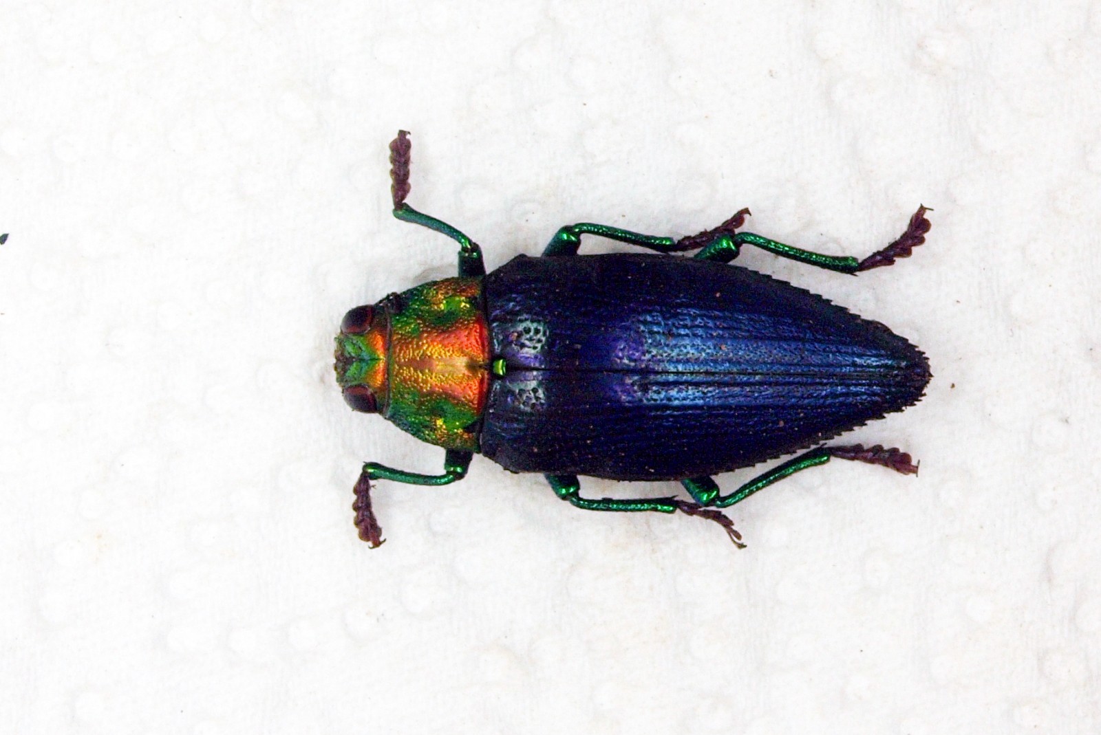 Buprestidae - Jewel Beetle - Gelaeus walkeri (MorF) - Leti Island ...