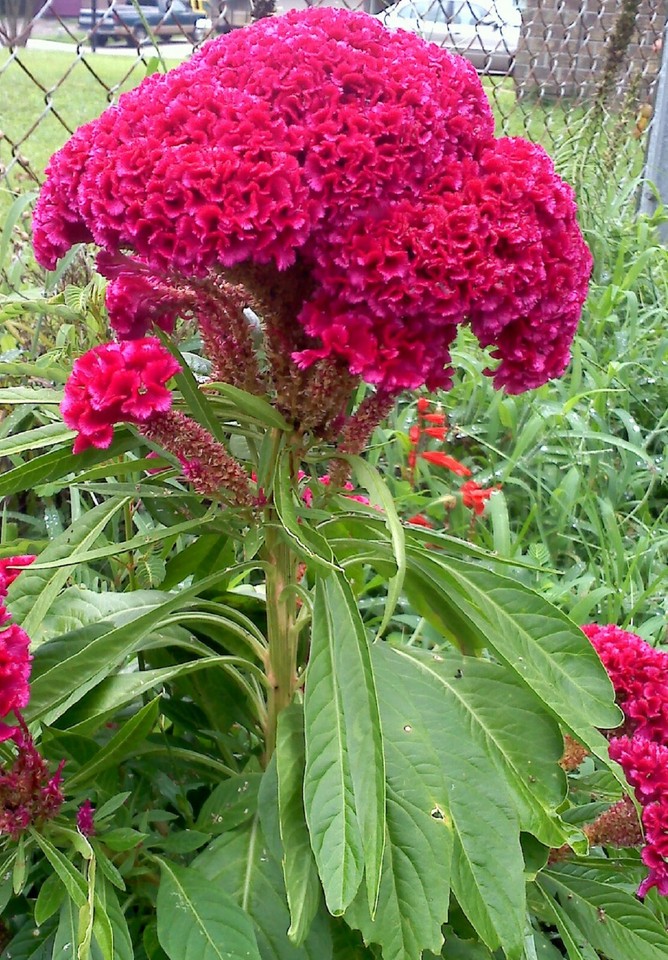 COCKSCOMB FLOWER SEEDS - GARDEN SEEDS | eBay