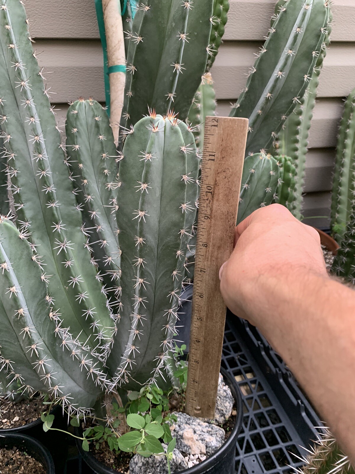 Stenocereus Pruinosis, Gray Ghost Cactus (MATURE- Flowering Age) 12 ...