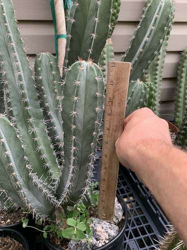 Stenocereus Pruinosis, Gray Ghost Cactus (MATURE- Flowering Age) 12 ...