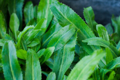 200++ SEMILLAS DE ALCAPATE CILANTRO ANCHO CULANTRO RECAO/ALCAPATE RECAO ...