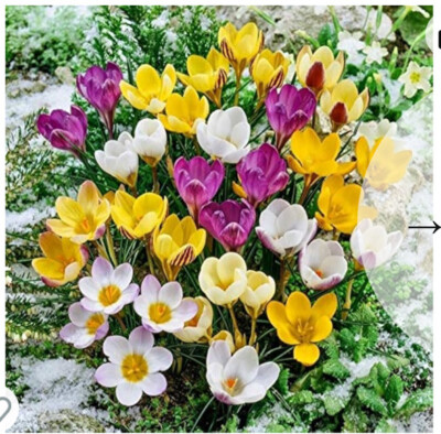 50 CROCUS SPECIES MIXED- Stunning Mixed Color, Spring Flowering Bulbs ...