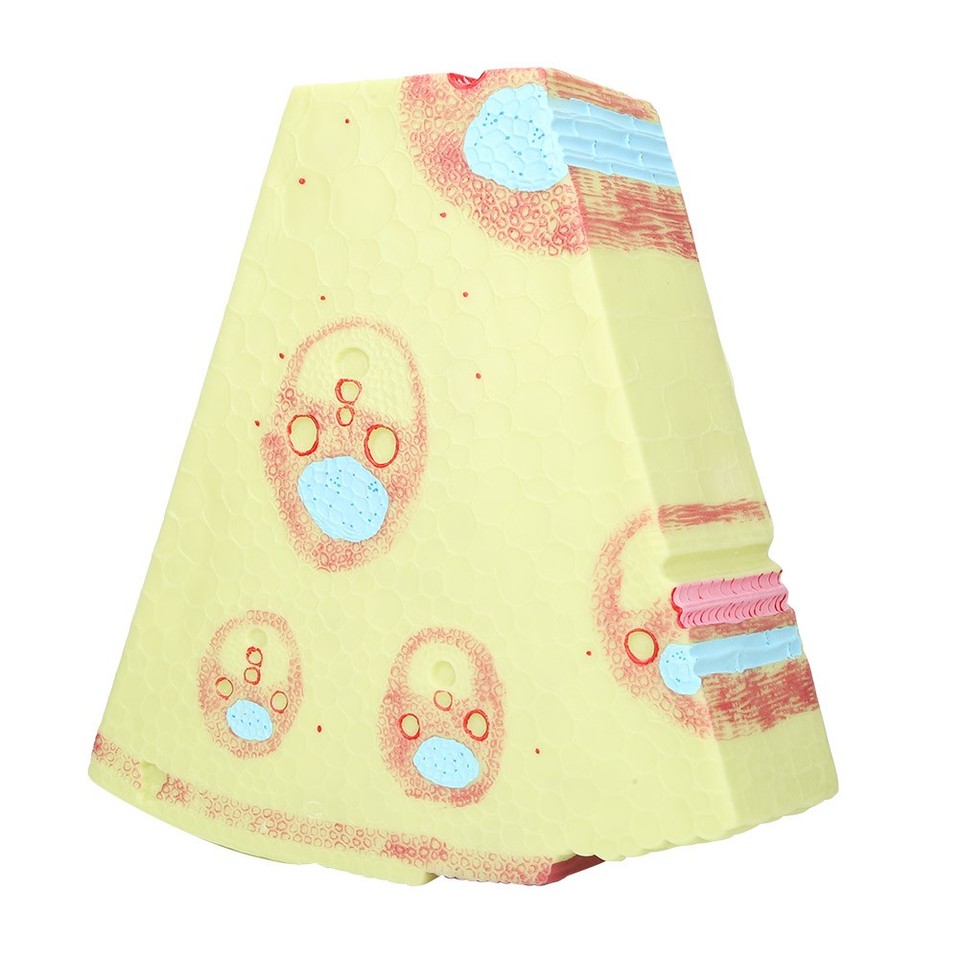 Stem Model Of Monocotyledons Biology Educational Teaching Model HOT ...