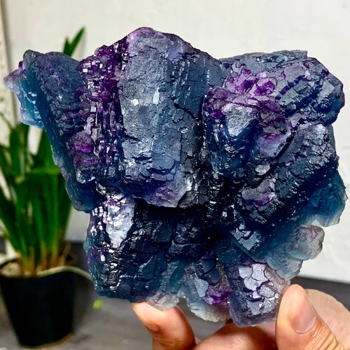 1.56LB Rare transparent blue purple cubic fluorite mineral crystal ...