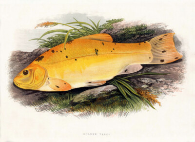 Golden Tench | eBay