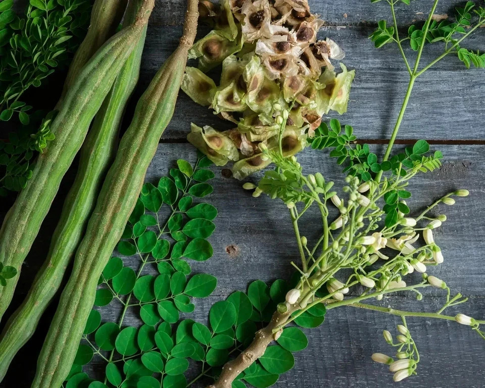 Organic Moringa Seeds | Moringa Oleifera | Fresh Dried, Non GMO, Edible ...