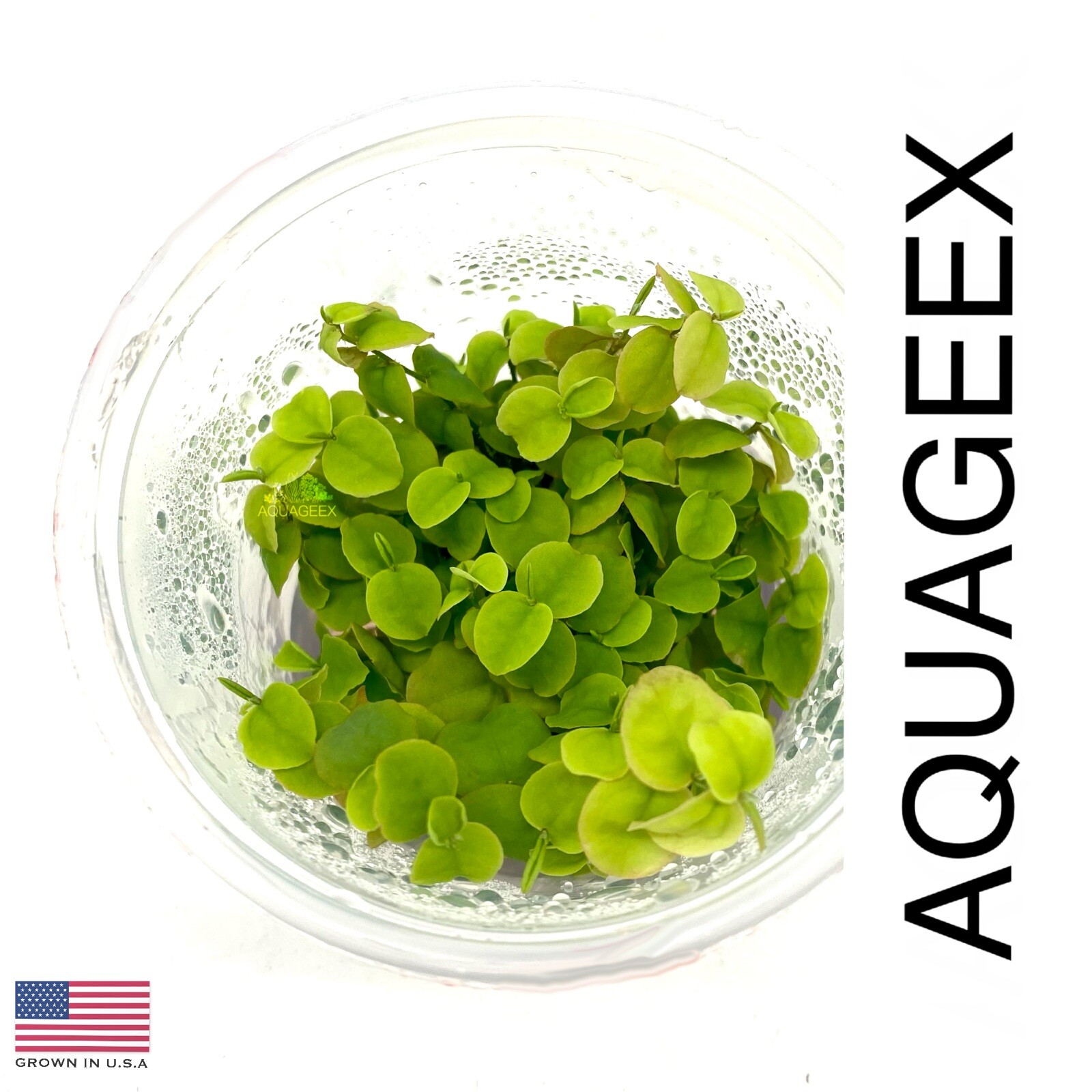 Red Root Floaters Tissue Culture Floating Live Aquarium Plants | eBay