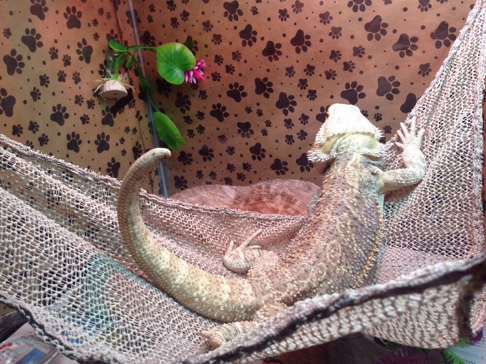 NATURAL BEIGE LRG ATTACHABLE RESTIN HAMMOCKS /PILLOW & BLANKET 4 ...