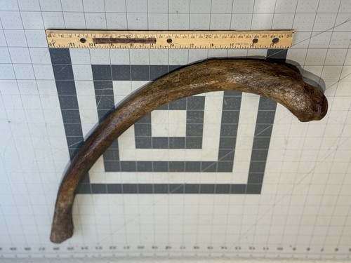 Mammoth Fossil Rib Bone 24” | eBay