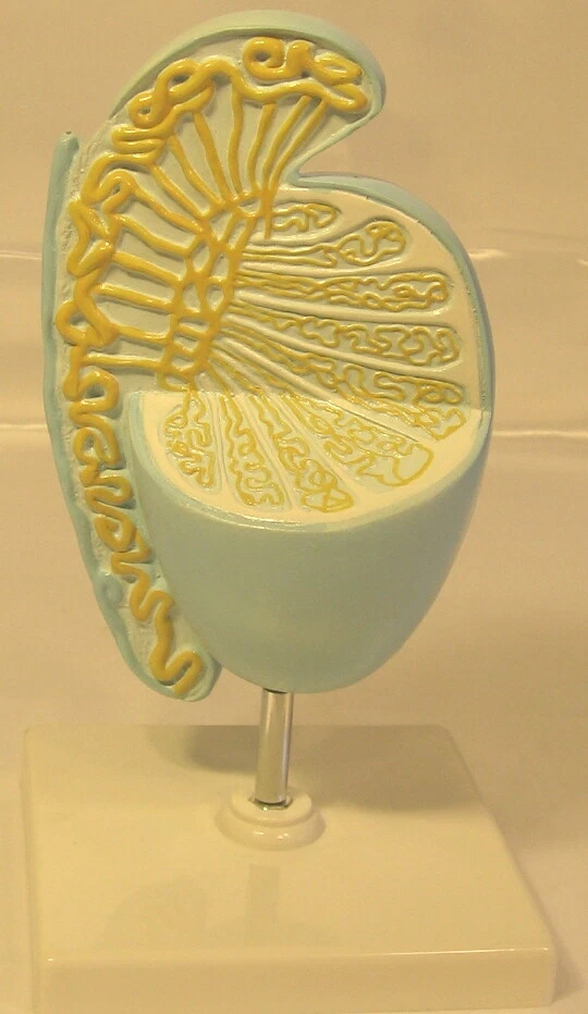 Human Testicle Dissection