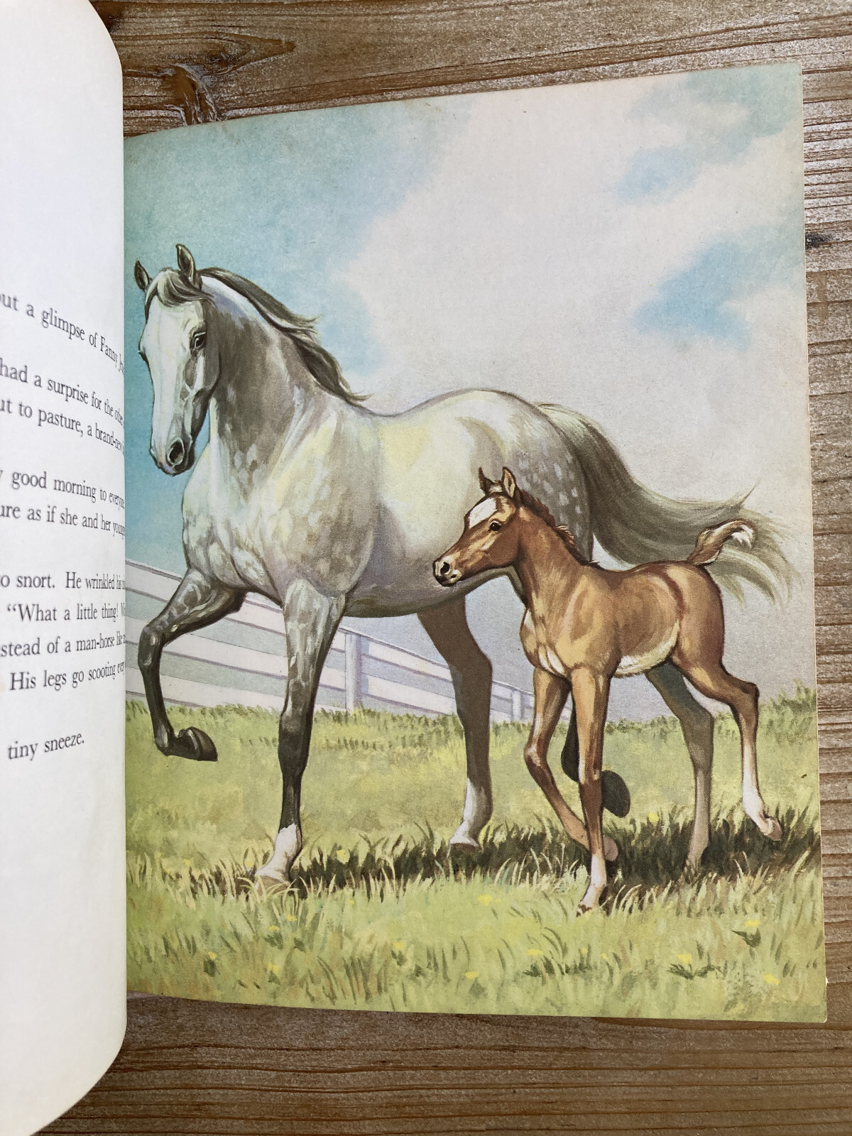 The Little Fellow, Second Printing, Marguerite Henry, Rich Rudish, 1975 ...