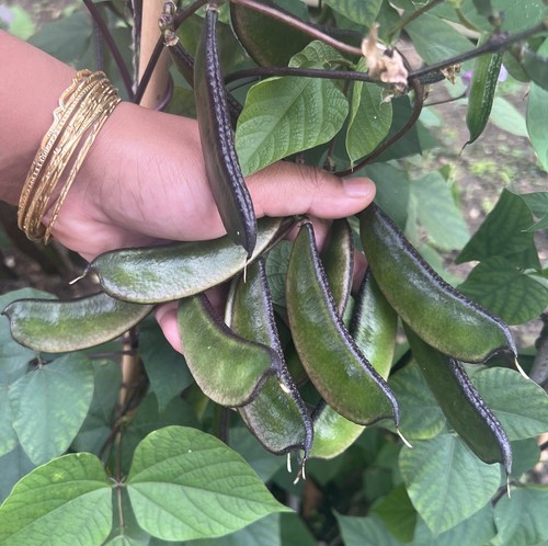 Aina Ayna Uri. Hyacinth Bean. Sheem shim. Bangladeshi Vegetable Seed ...