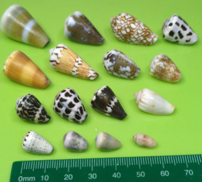 japanese sea glass Surf-Tumble Cone Shell Set small Shells of Okinawa ...