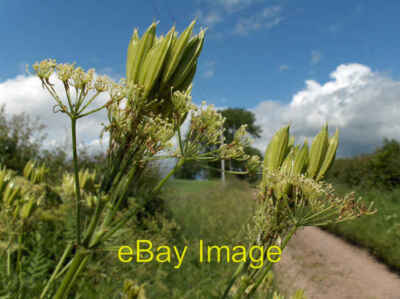 Photo 6x4 Sweet cicely seed pods Murdieston Similar to cow parsley but ...