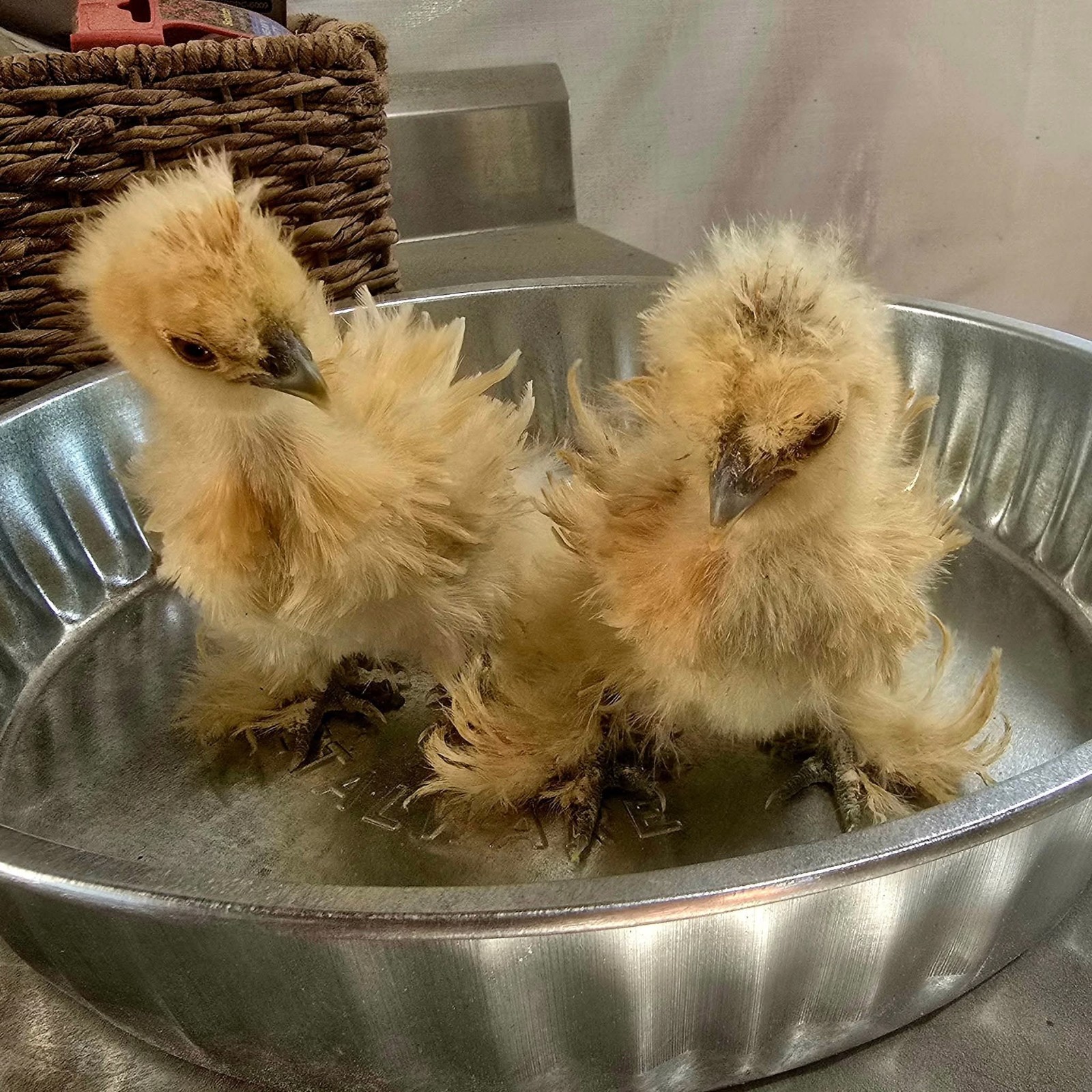 6 High Quality Buff Silkie Hatching Eggs, Regular, silkie and satin ...