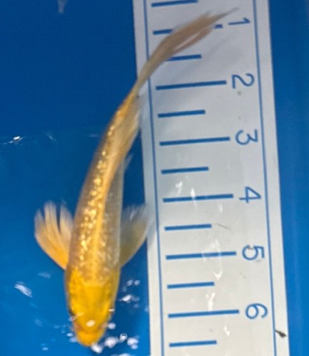 6'' Metallic Gold Live Koi Butterfly Koi for sale online sale / Wasatch ...
