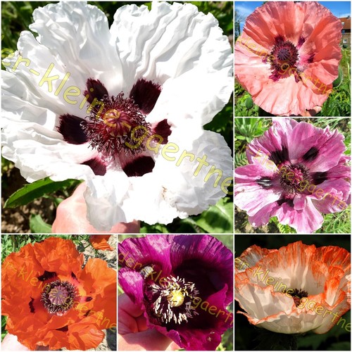 TÜRKISCHER RIESENMOHN MOHN MIX PAPAVER ORIENTALE MOHNBLUME WINTERHART ...