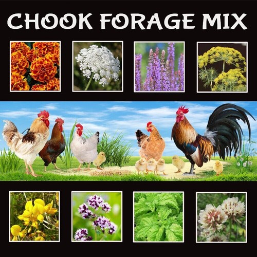 100g BULK CHOOK FORAGE SEED MIX-21 VARIETIES-HERB-GRAIN POULTRY FEED ...