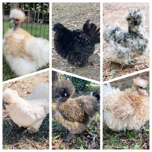 12 Silkie, Satin, Showgirl, Frizzle Fertile Chicken Eggs- NPIP ...
