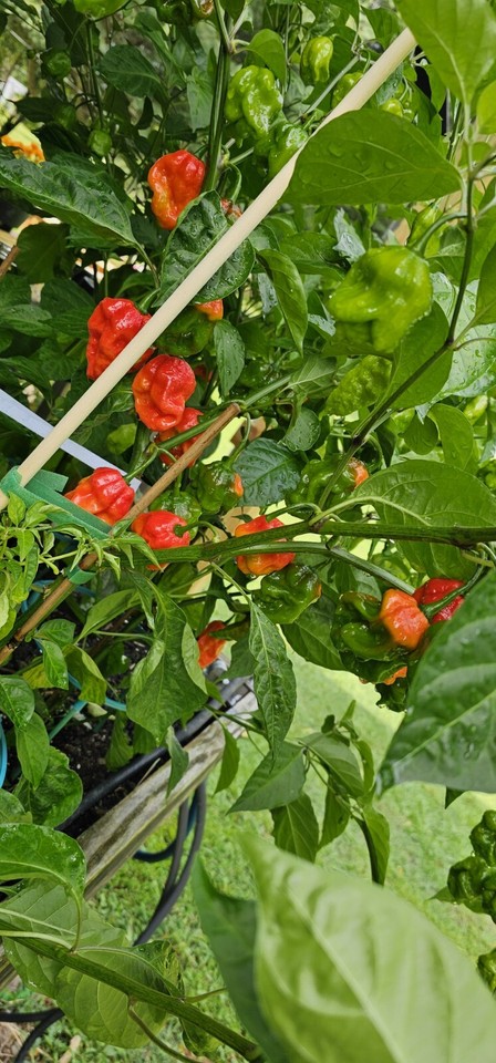 100+ Rare Armageddon Pepper Seeds. Heirloom Very Hot XXX rare chili ...