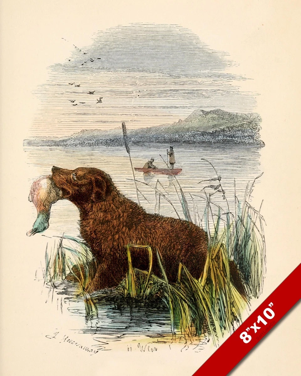 Duck Hunting Dog Drawings