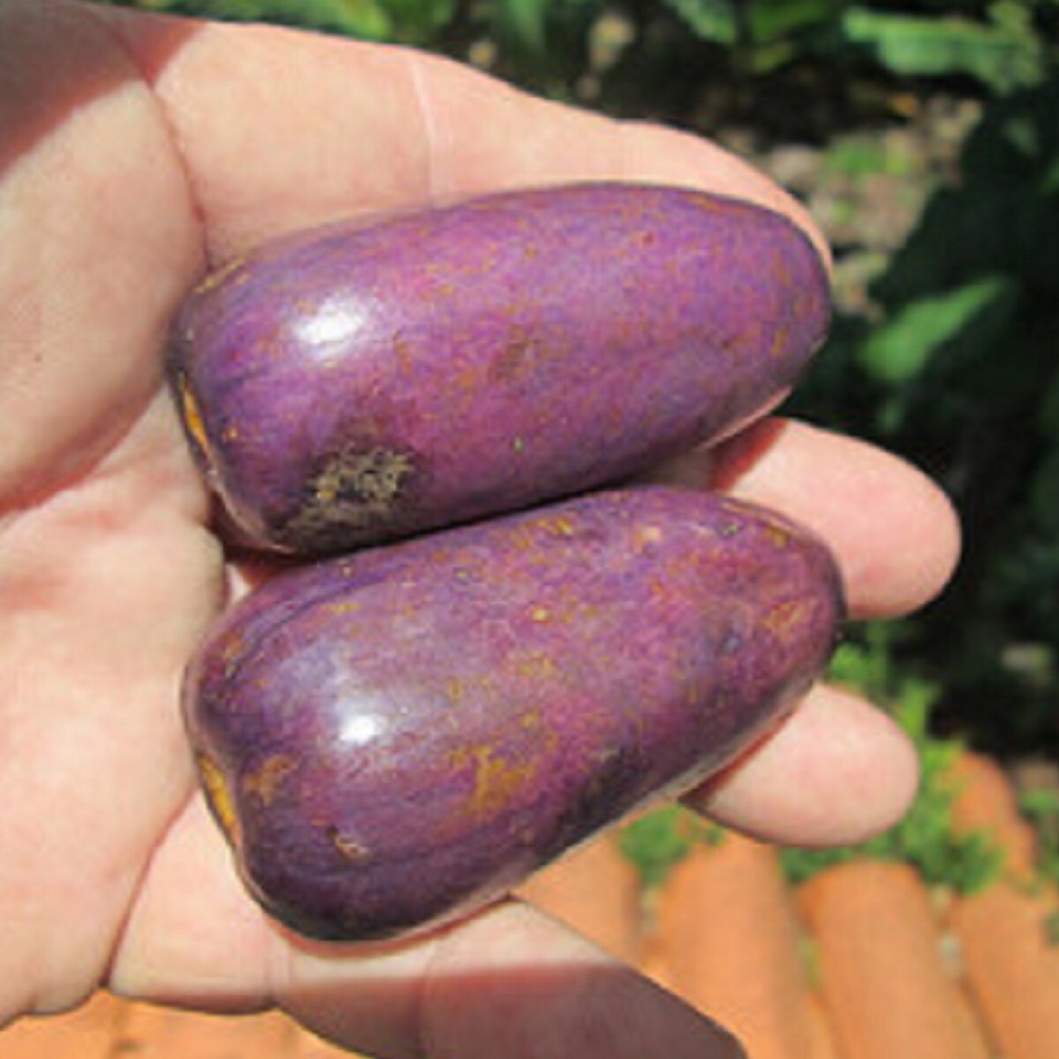 ~Safou~ Bush Plum Dacryodes edulis African Fruit Tree Live Potd Plant ...