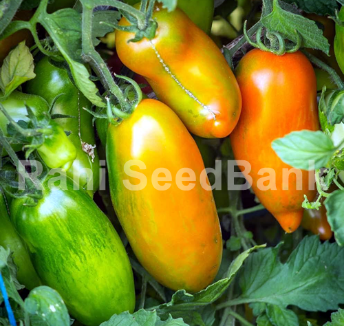 Boxer Rebellion Tomato - 10 Seeds! | eBay