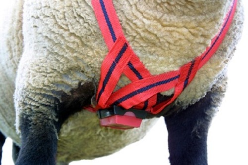 Mating mark Delux Ram Harness Sheep Tupping Tipping Marker Crayons ...