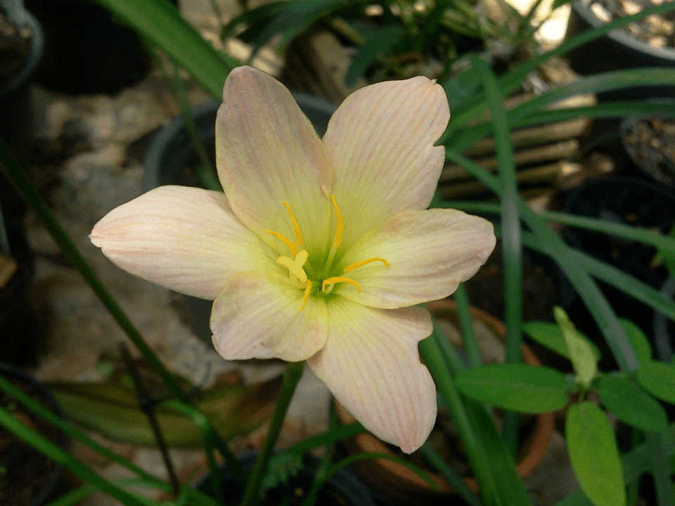 5 BULBS SATID O ROD THAI RAIN LILY ZEPHYRANTHES ROSEA .FLOWERING SIZE ...