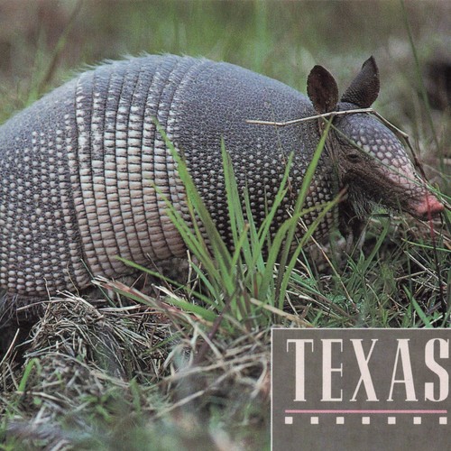 Postcard Armadillo Texas Cockroach Southwestern Digger Austin Placental ...